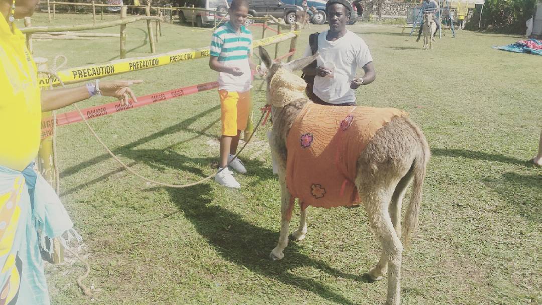 #donkeyrace... - Wild Rides Party Rentals